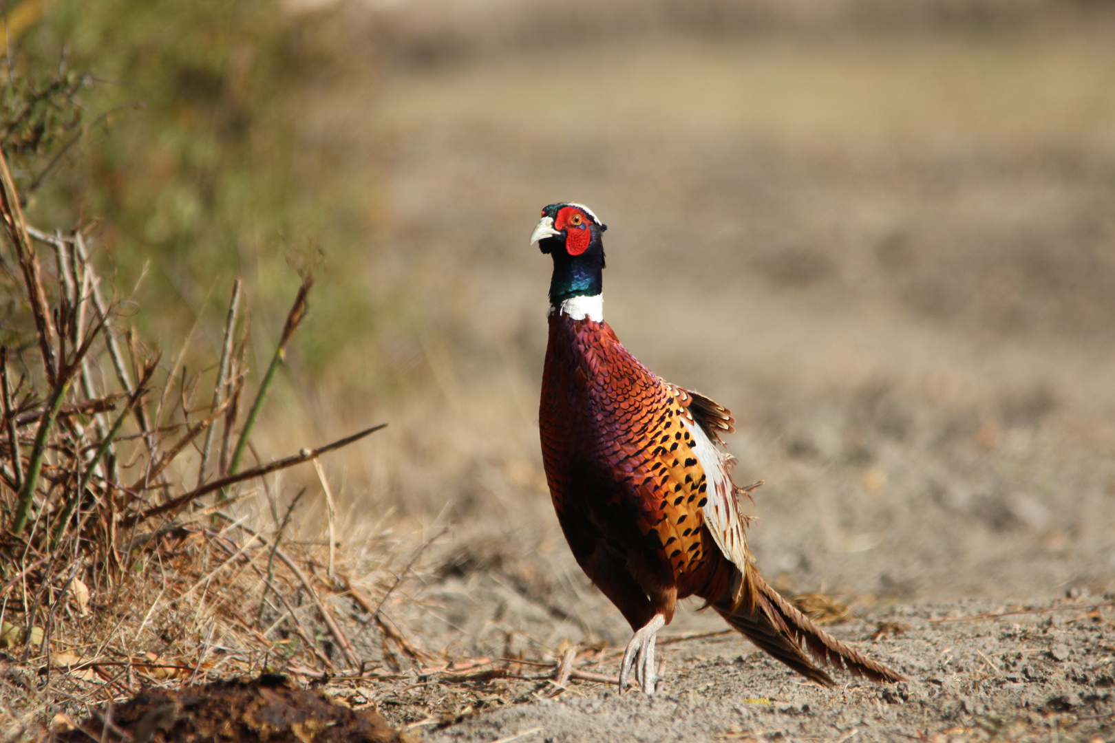 faisant 01 photo et image | nature, oiseaux, sauvages Images fotocommunity