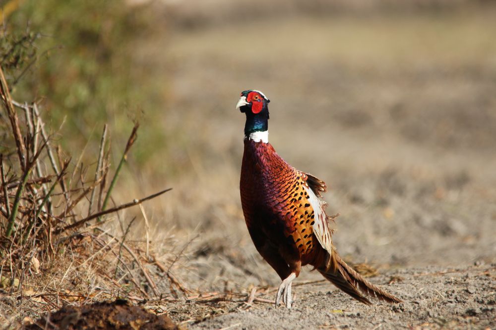 faisant 01 photo et image | nature, oiseaux, sauvages Images fotocommunity