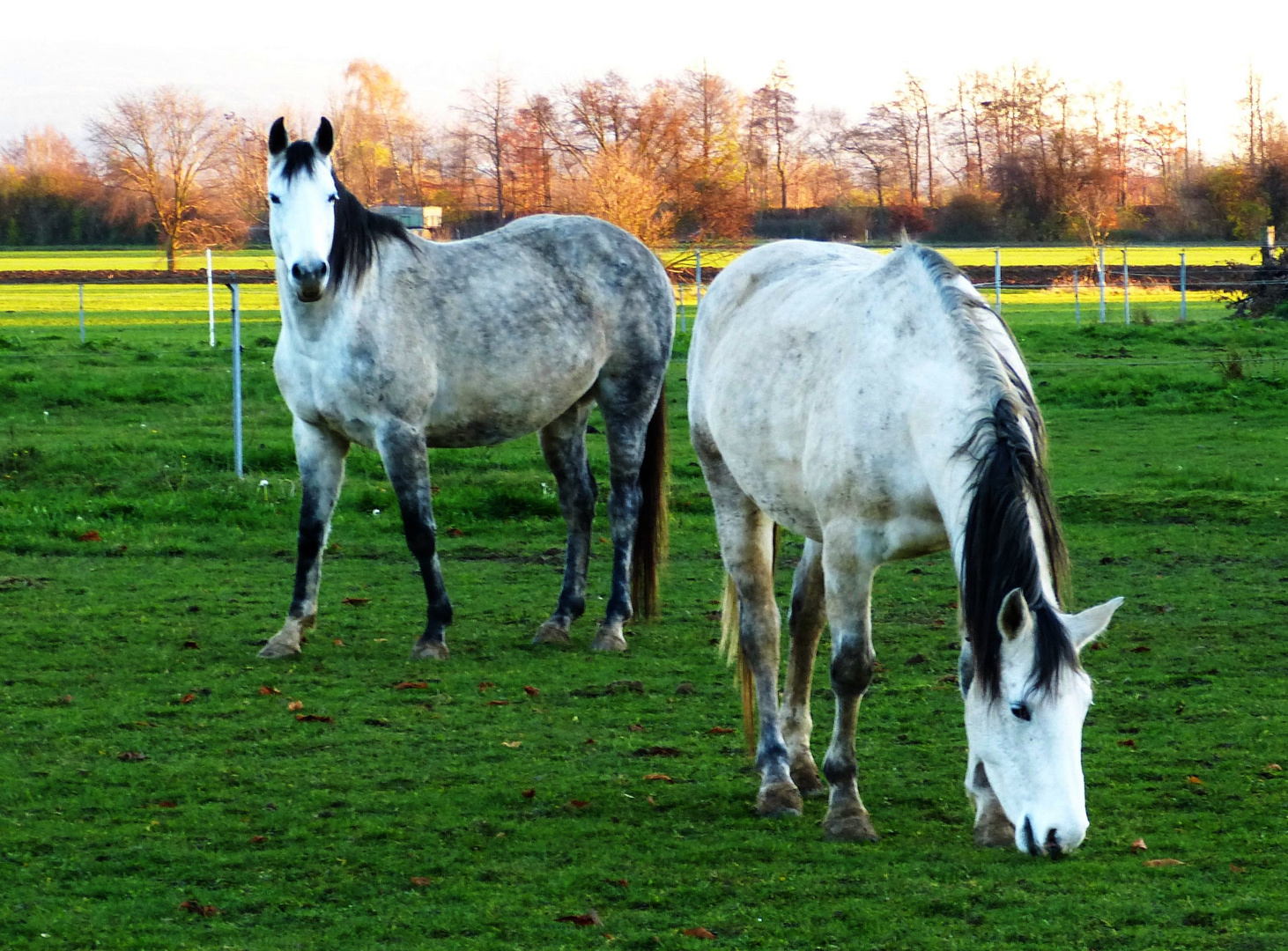 Falben oder Apfelschimmel ? Foto & Bild | tiere, haustiere, pferde ...