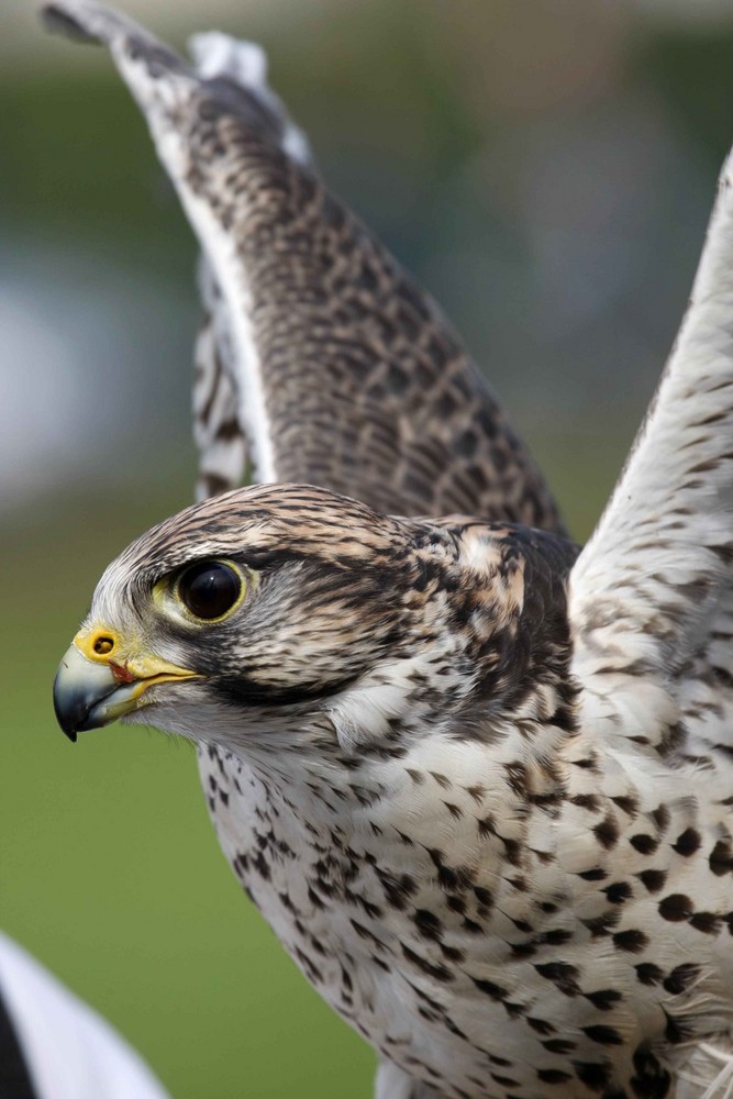 Falco Foto % Immagini| animali, zoo e allevamenti, falconeria Foto su ...