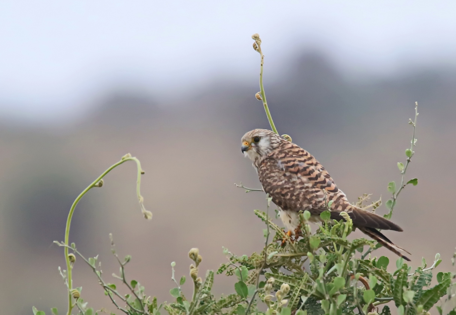 Falco naumanni Foto & Bild | natur, afrika, tiere Bilder auf fotocommunity