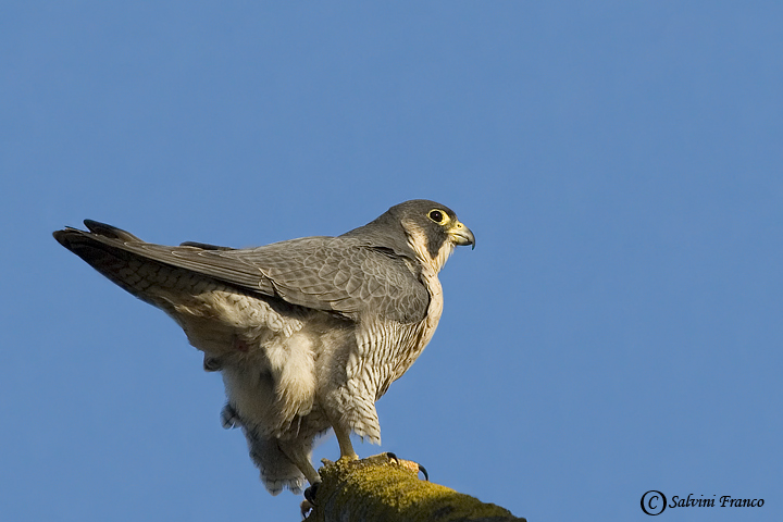 Falco Pellegrino 2 Foto % Immagini| animali, uccelli allo stato libero ...