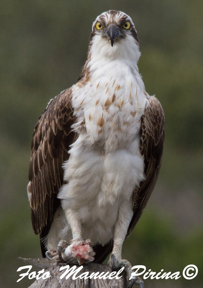 falco pescatore con preda Foto % Immagini| animali, uccelli allo stato ...