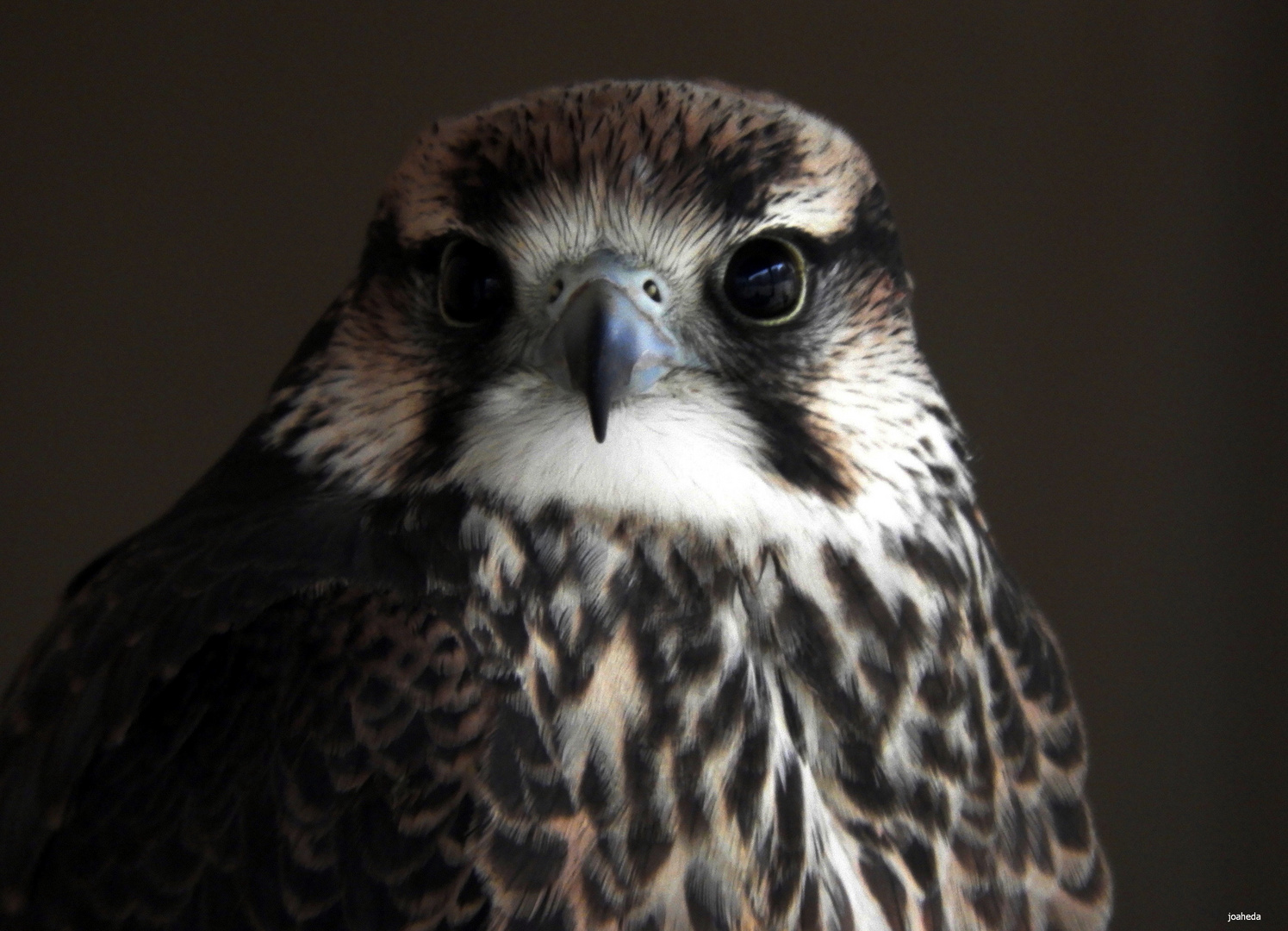 FaLCo RusTiCoLuS Imagen & Foto | animales, aves, ave Fotos de fotocommunity