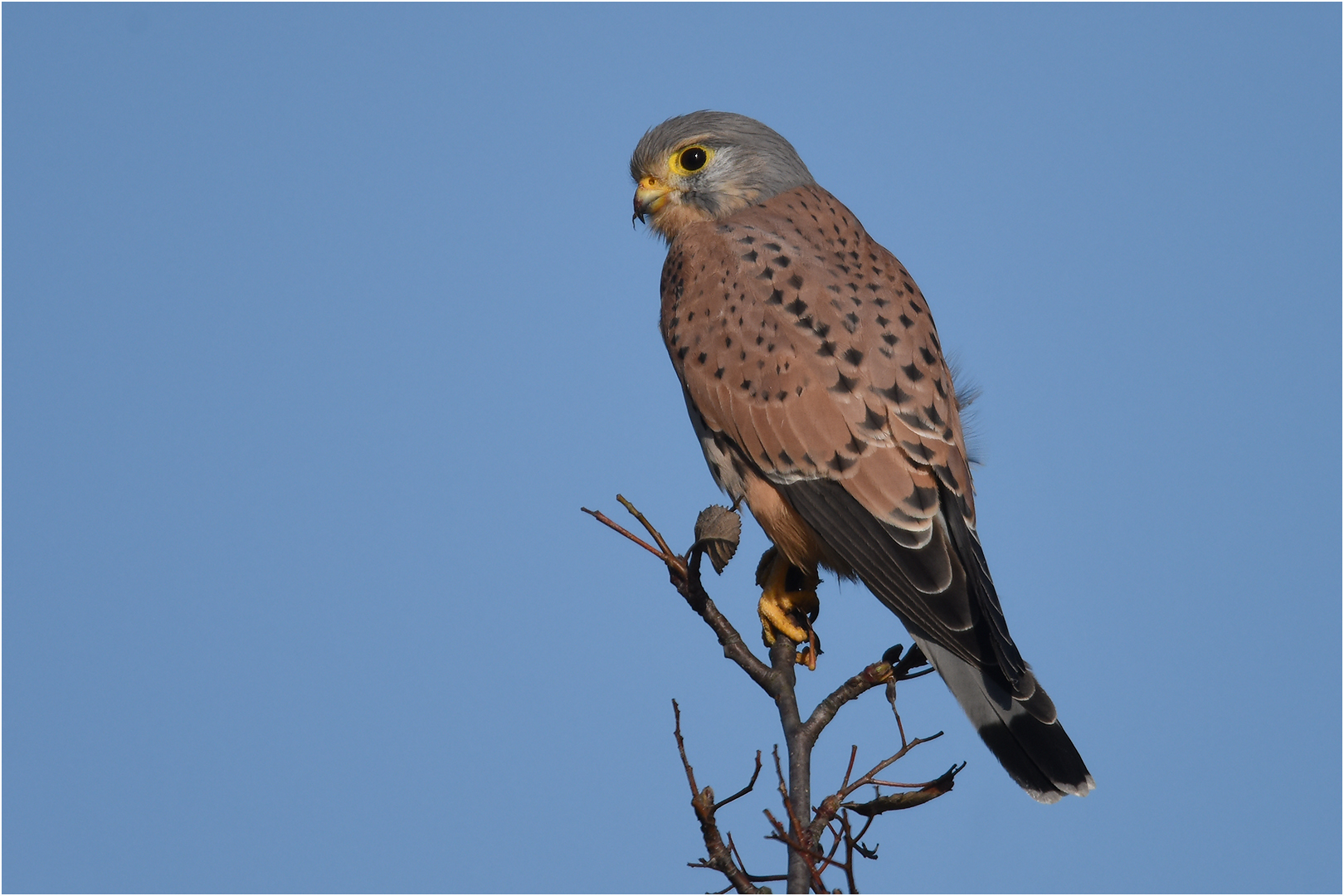 Falco tinnunculus Foto & Bild | tiere, wildlife, wild lebende vögel ...