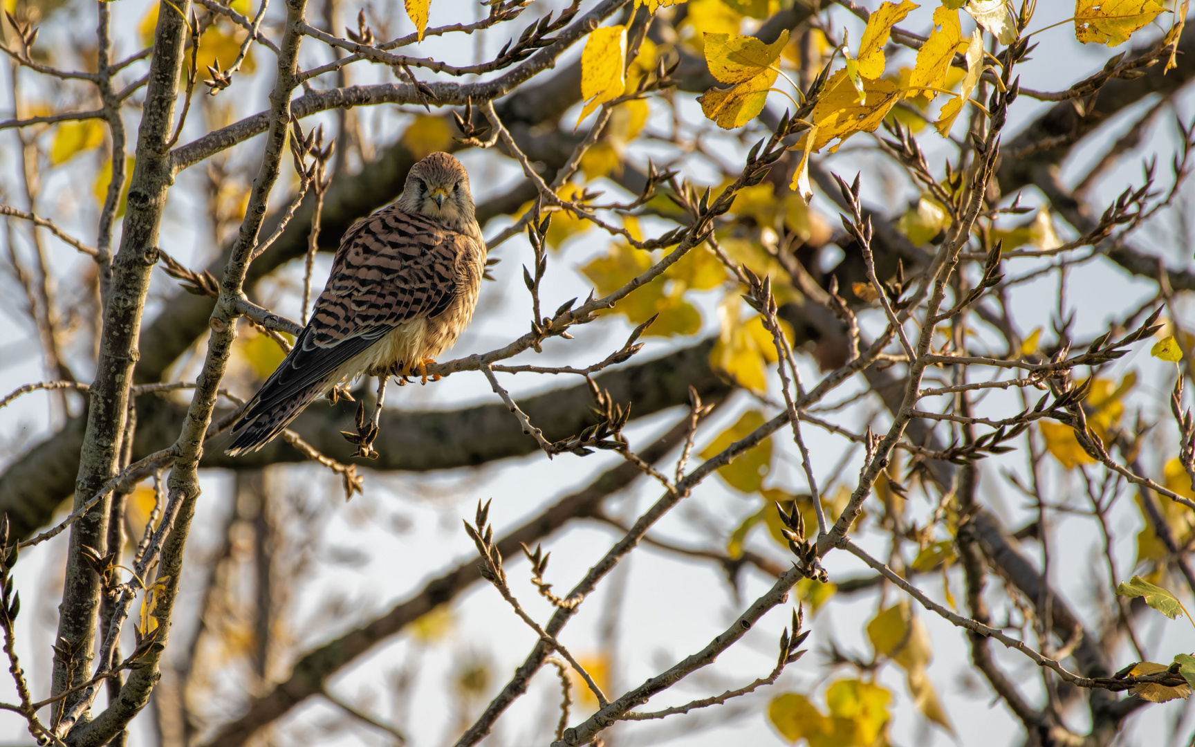 Falcon Foto & Bild | tiere, wildlife, wild lebende vögel Bilder auf ...