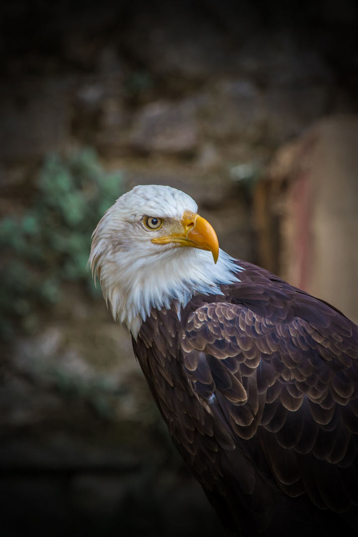 Falconeria Foto % Immagini| canon, eagle, aquila Foto su fotocommunity