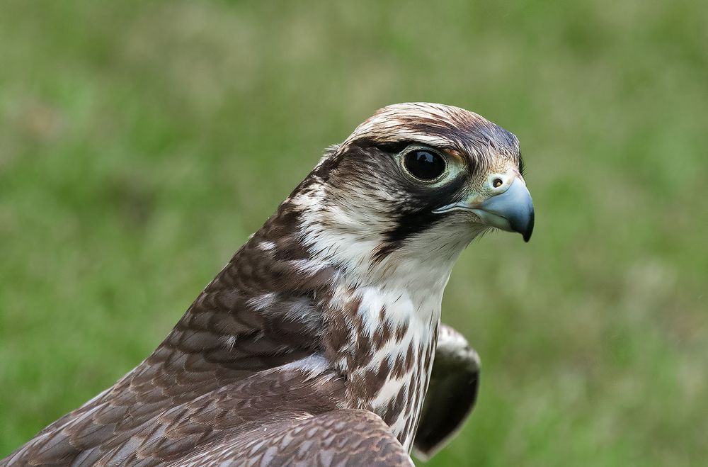 Falke 001 Foto & Bild | natur, landschaft, pflanzen Bilder auf ...