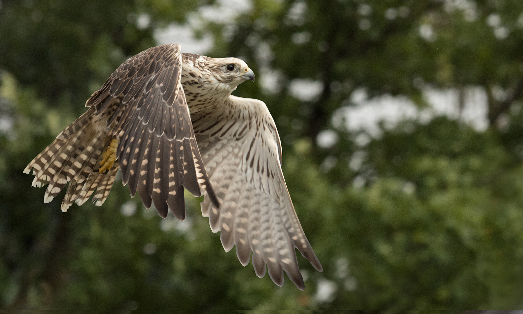 Falke 001a Foto & Bild | tiere, zoo, wildpark & falknerei, vögel Bilder ...