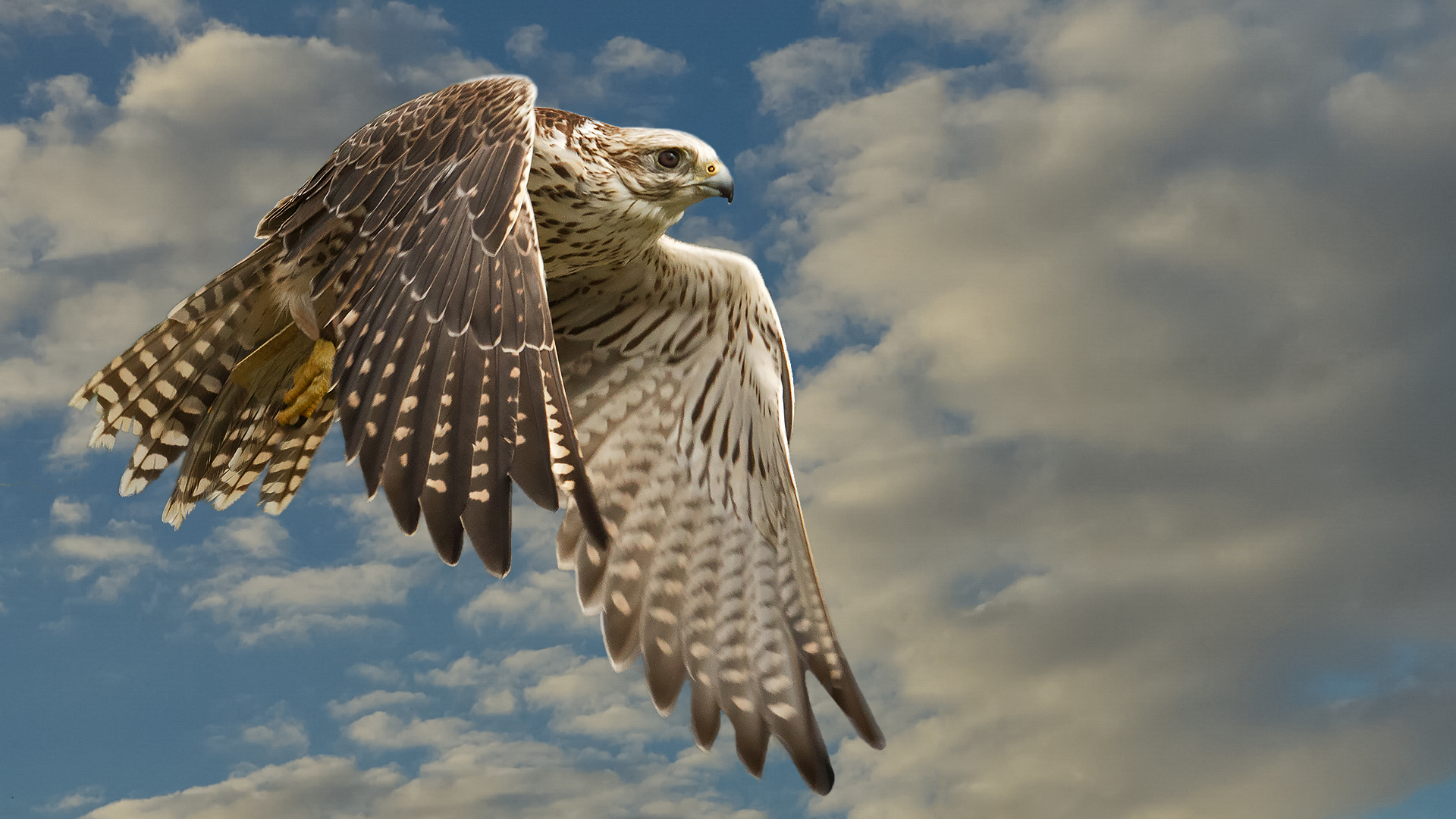Falke 004 Foto & Bild | wolken, himmel, natur Bilder auf fotocommunity