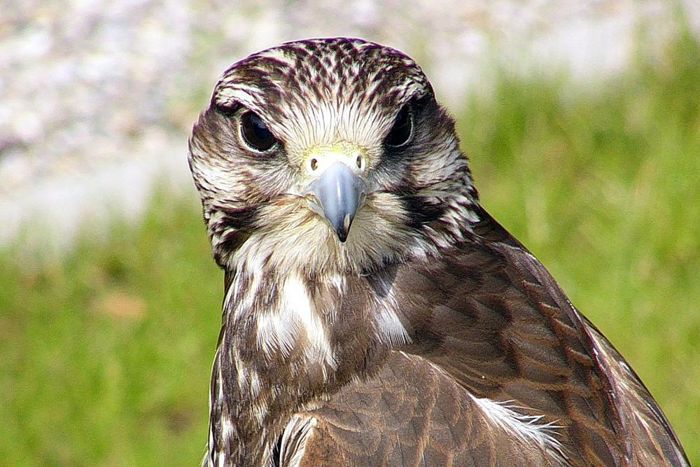 Falke Foto & Bild | fotos, himmel, natur Bilder auf fotocommunity