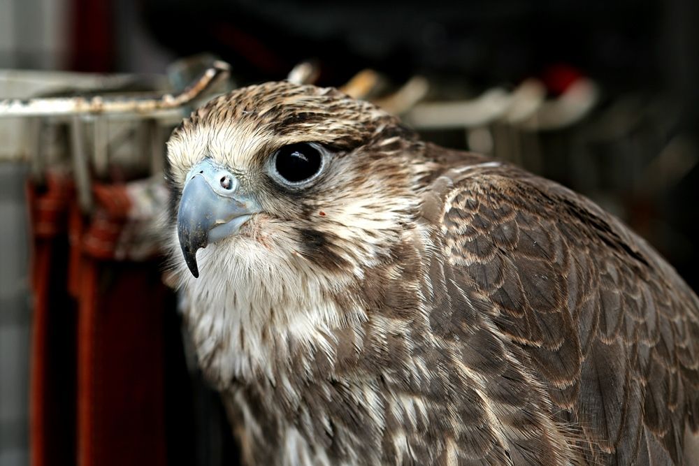 falke 1 Foto & Bild | tunesien Bilder auf fotocommunity