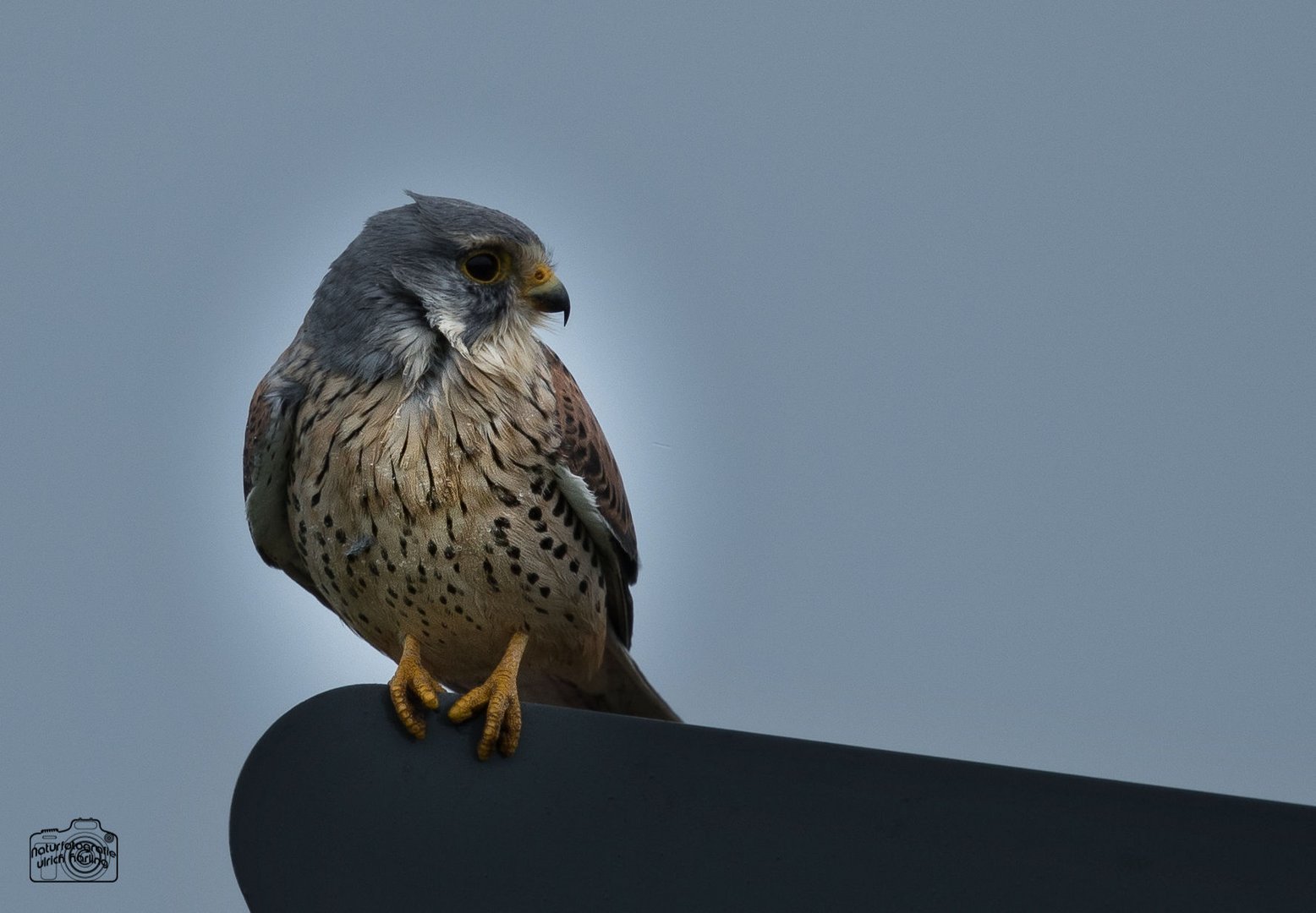 Falke (1 von 1) Foto & Bild | natur, wildlife Bilder auf fotocommunity