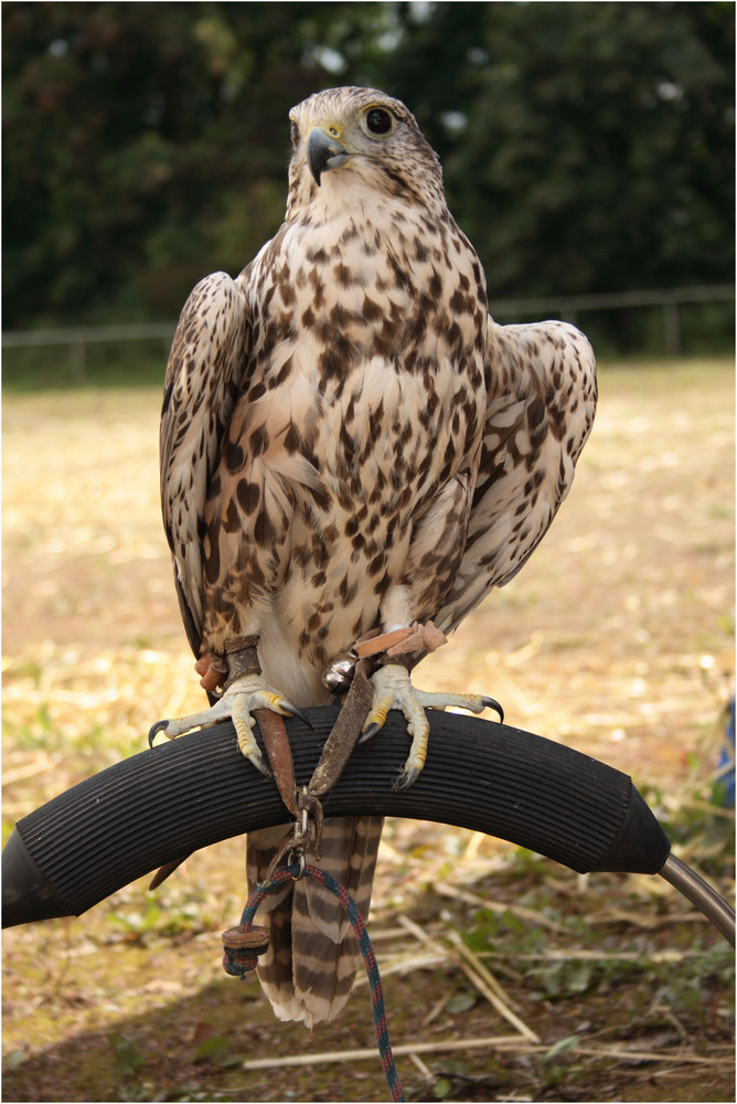 Falke Foto & Bild | tiere, zoo, wildpark & falknerei, vögel Bilder auf fotocommunity