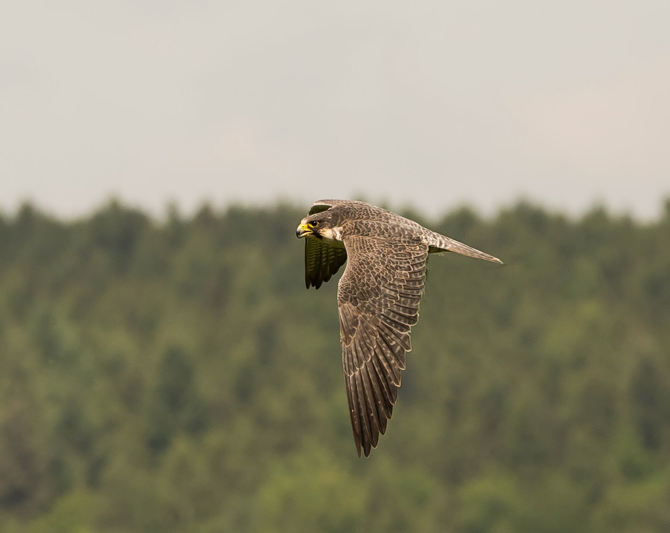 Falke Foto & Bild | natur, tiere, vögel Bilder auf fotocommunity