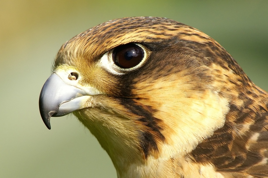 Falke 2 Foto & Bild | tiere, zoo, wildpark & falknerei, vögel Bilder ...