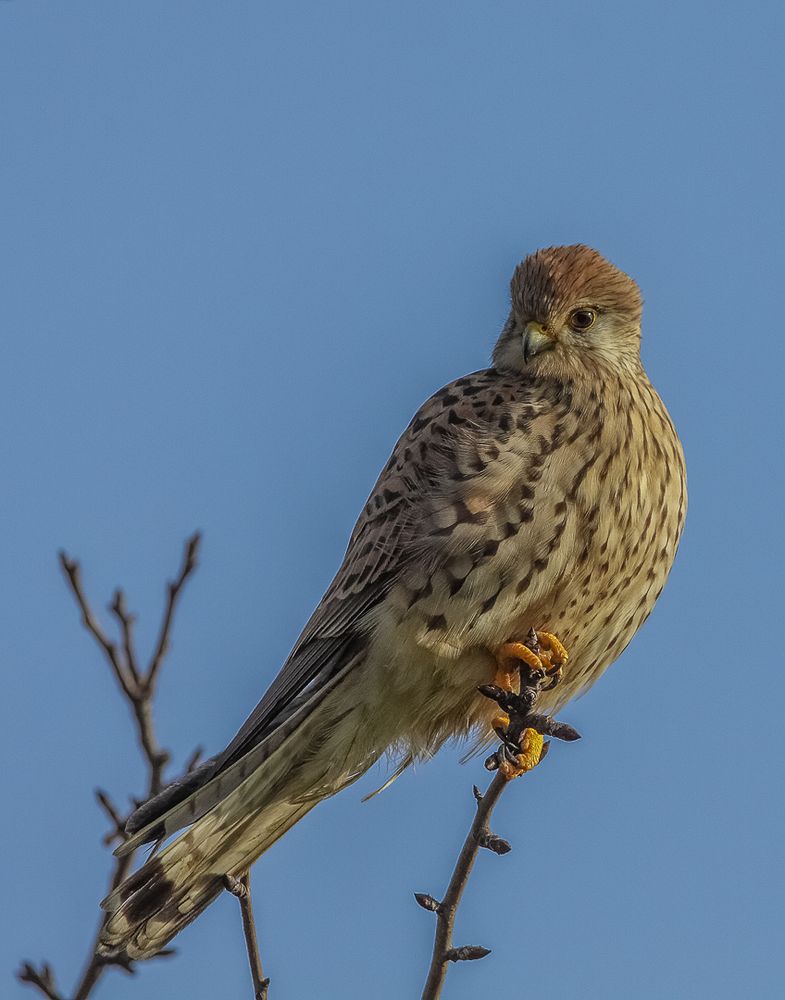 Falke Foto & Bild | natur, vögel, wildlife Bilder auf fotocommunity