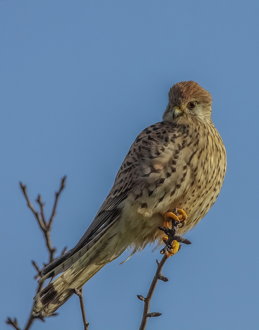Falke Foto & Bild | natur, vögel, wildlife Bilder auf fotocommunity