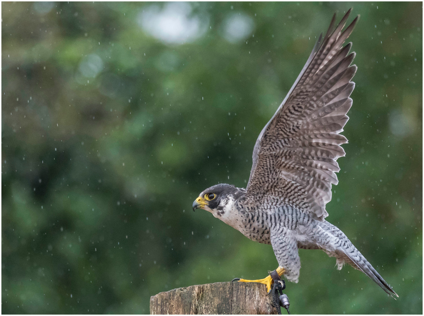 Falke Foto & Bild | world, natur, europa Bilder auf fotocommunity