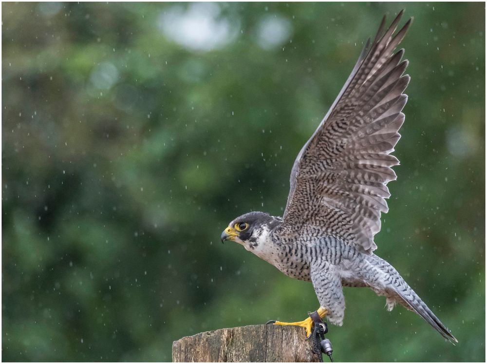 Falke Foto & Bild | world, natur, europa Bilder auf fotocommunity