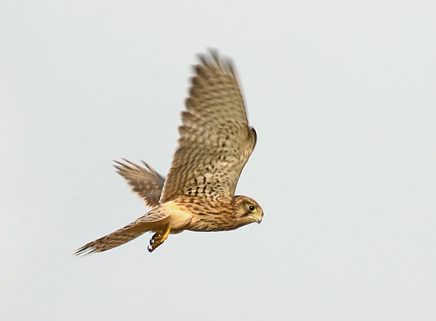 Falke Foto & Bild | tiere, wildlife, wild lebende vögel Bilder auf ...