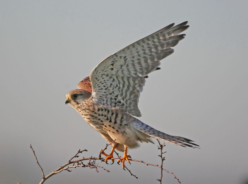 Falke Foto & Bild | natur, vögel, wildlife Bilder auf fotocommunity