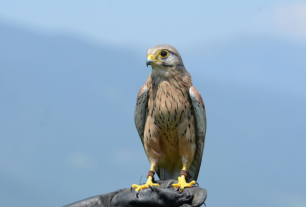 Falke Foto & Bild | tiere, zoo, wildpark & falknerei, vögel Bilder auf ...