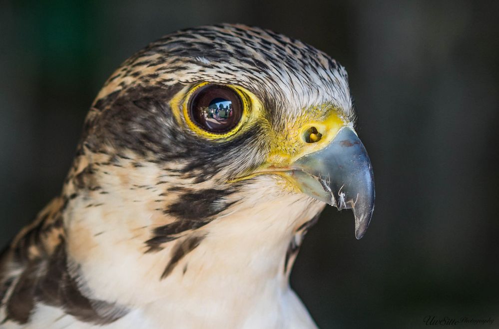 Falke Foto & Bild | spezial, natur, greifvogel Bilder auf fotocommunity