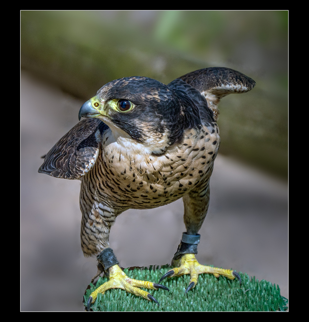 Falke Foto & Bild | tiere, zoo, wildpark & falknerei, vögel Bilder auf ...