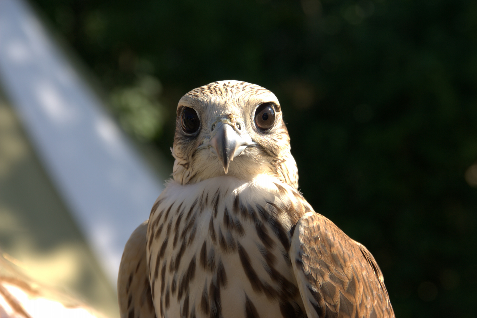 Falke Foto & Bild | tiere, wildlife, wild lebende vögel Bilder auf ...