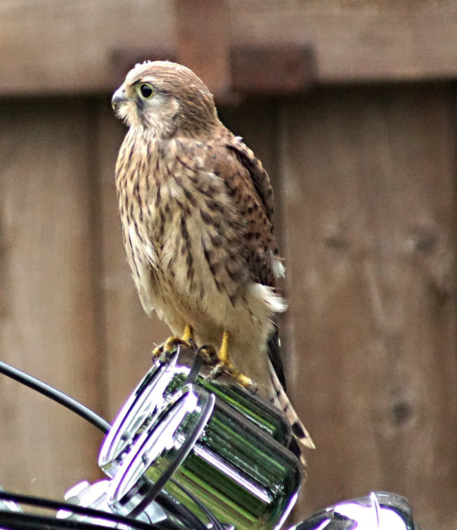 Falke Foto & Bild | anfängerecke - nachgefragt, nachgefragt ...