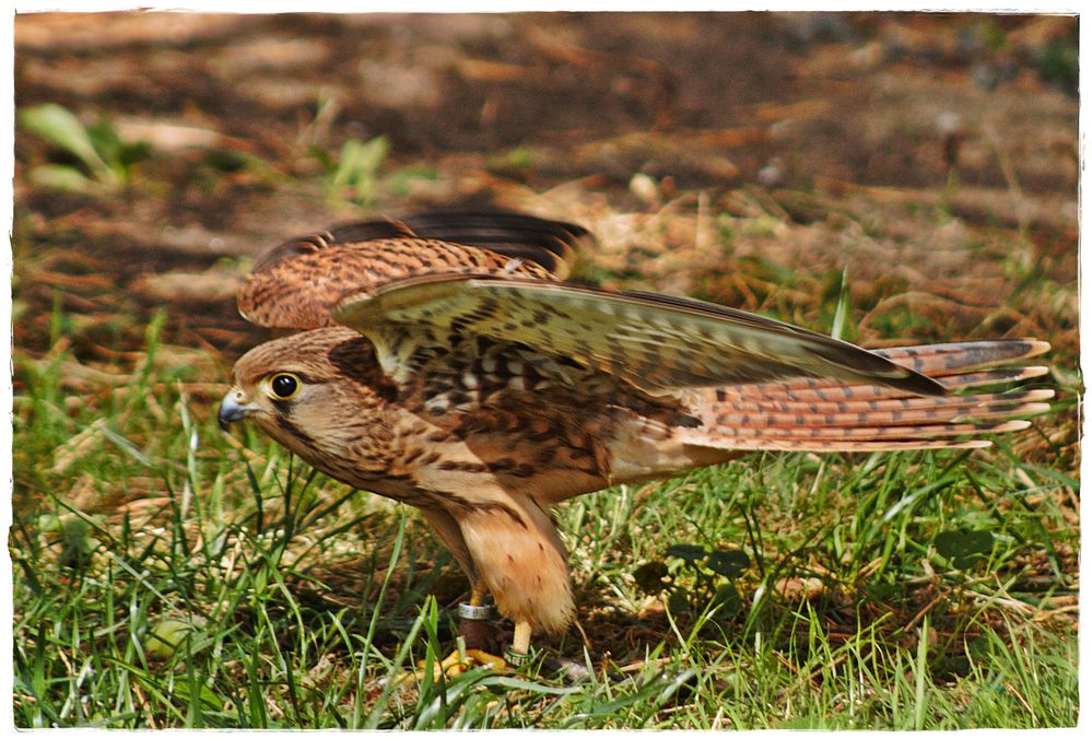 Falke Foto & Bild | tiere, zoo, wildpark & falknerei, vögel Bilder auf ...
