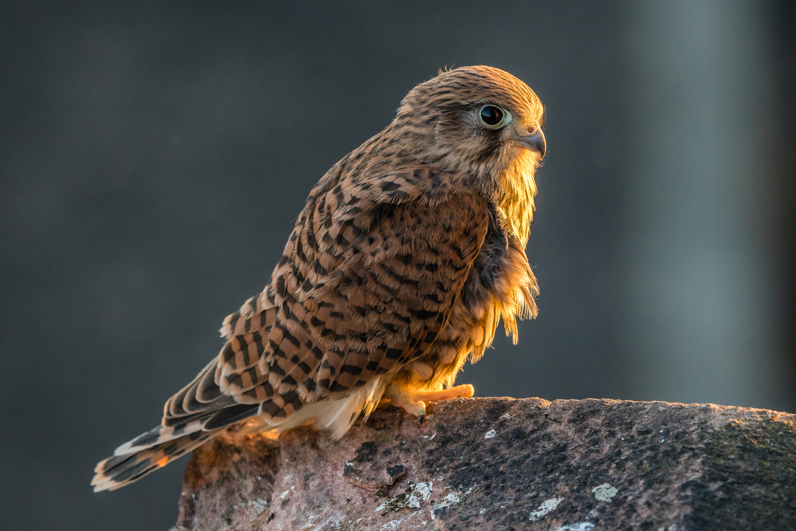 Falke Foto & Bild | tiere, wildlife, wild lebende vögel Bilder auf ...