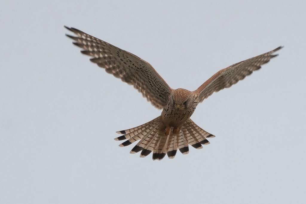 Falke Foto & Bild | tiere, wildlife, wild lebende vögel Bilder auf ...