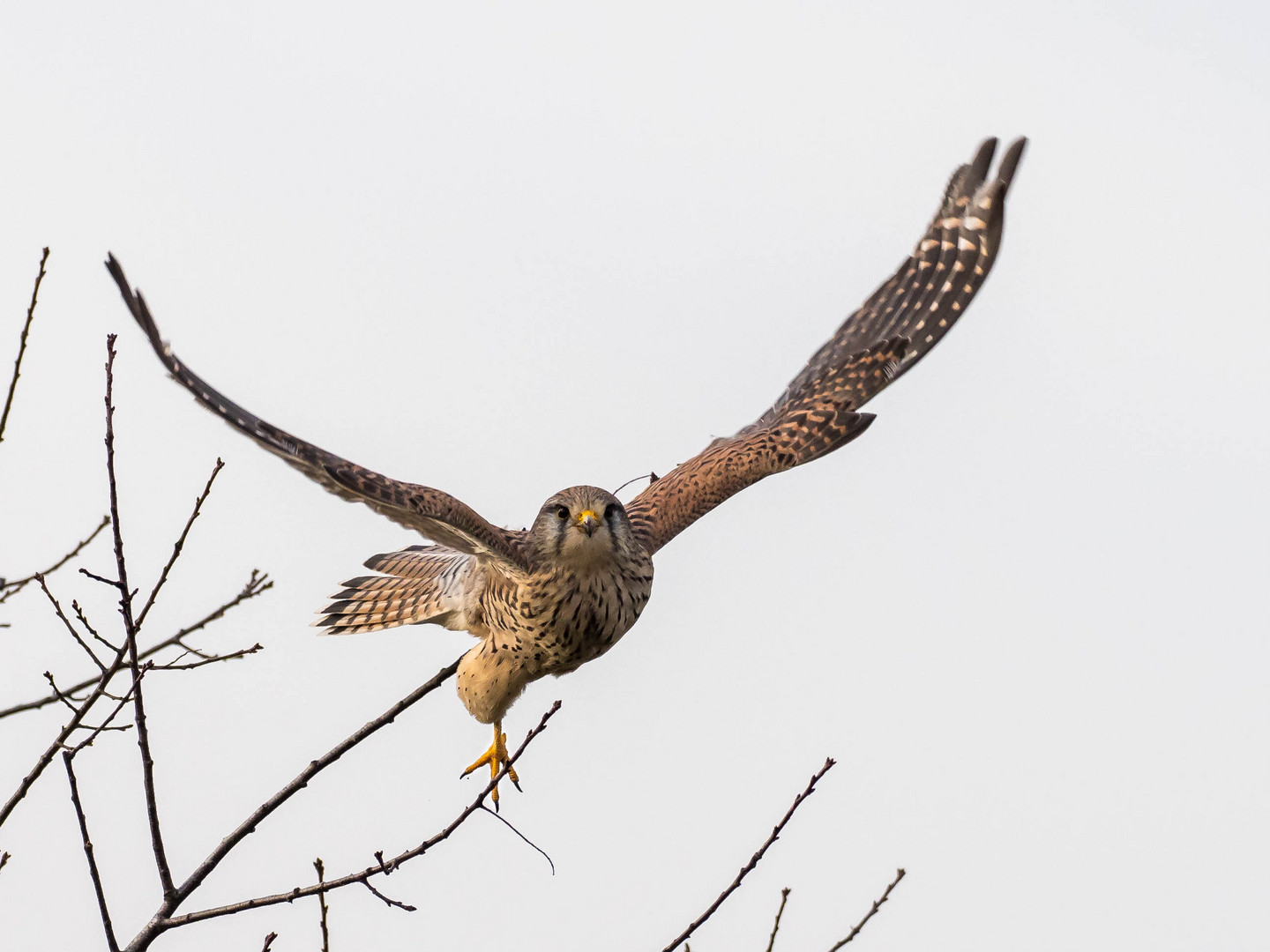Falke beim Abflug Foto & Bild | natur, vögel, wildlife Bilder auf ...