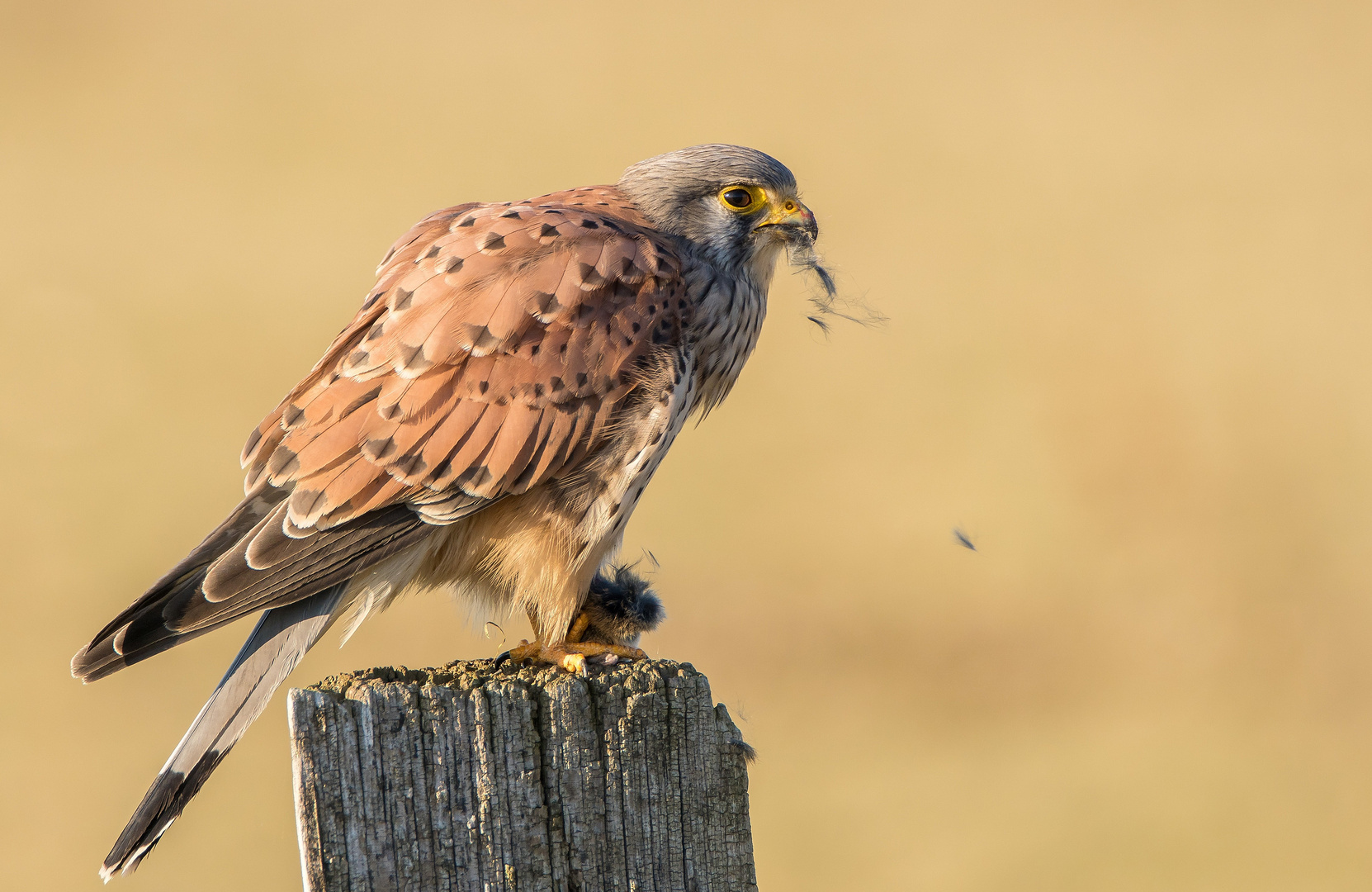 Falke beim Maus rupfen Foto & Bild | natur, tiere, vögel Bilder auf ...