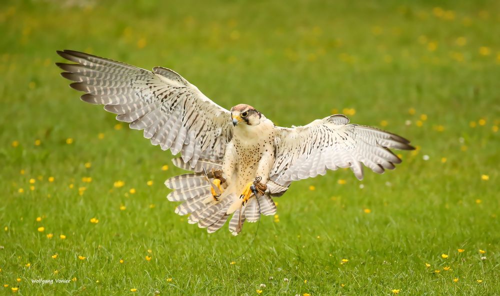 Falke Foto & Bild | natur, zoo, tiere Bilder auf fotocommunity