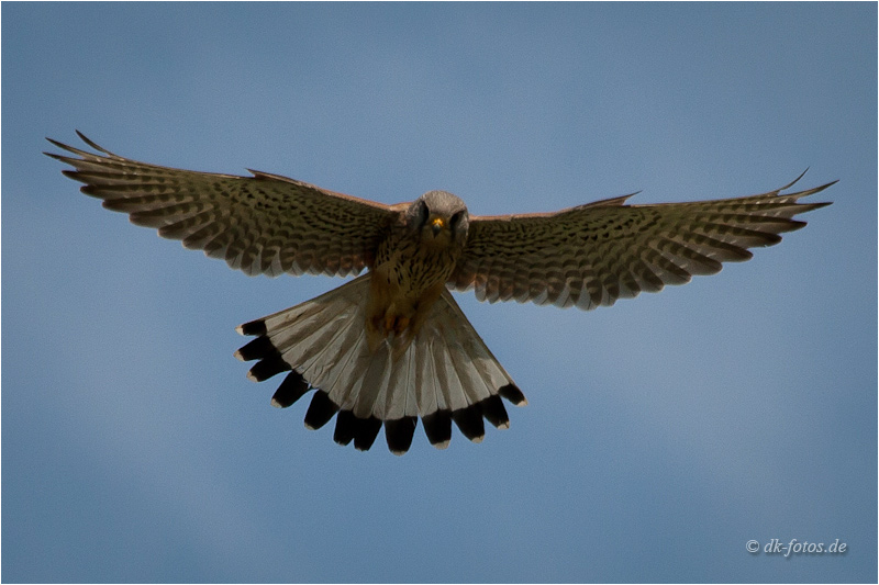 Falke Foto & Bild | tiere, wildlife, wild lebende vögel Bilder auf ...