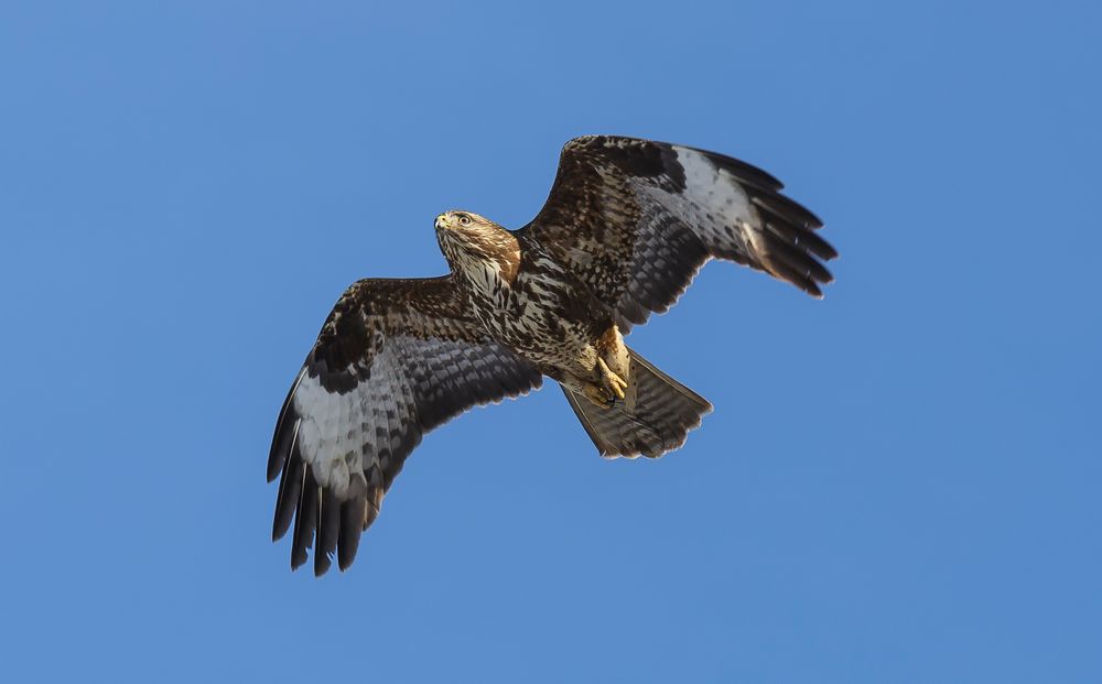 Falke: Der Flug Foto & Bild | tiere, wildlife, wild lebende vögel ...
