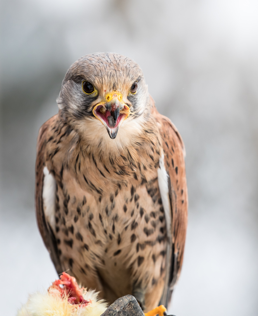 Falke Foto & Bild | tiere, wildlife, wild lebende vögel Bilder auf ...