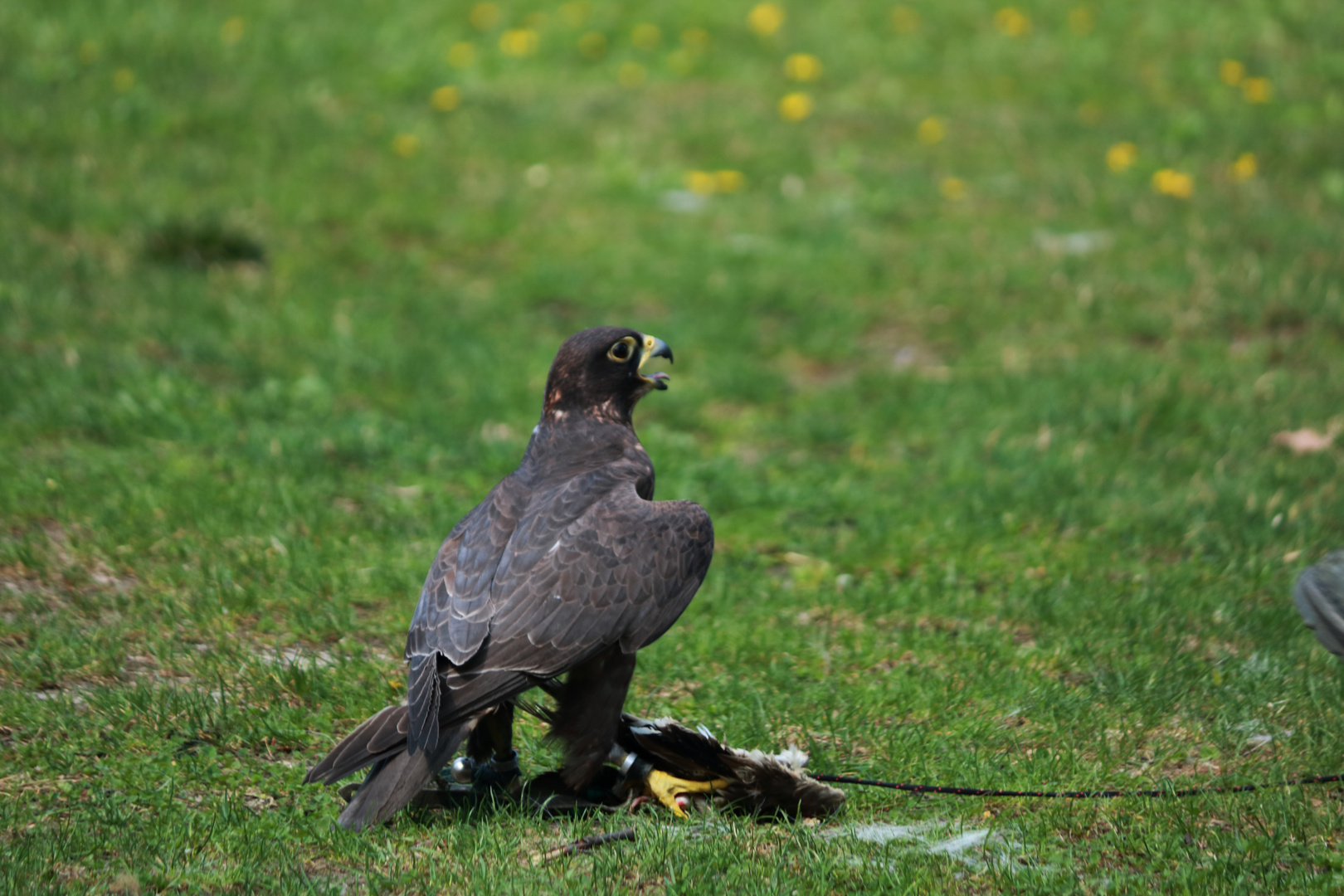 Falke Foto & Bild | zoo, tiere, vögel Bilder auf fotocommunity