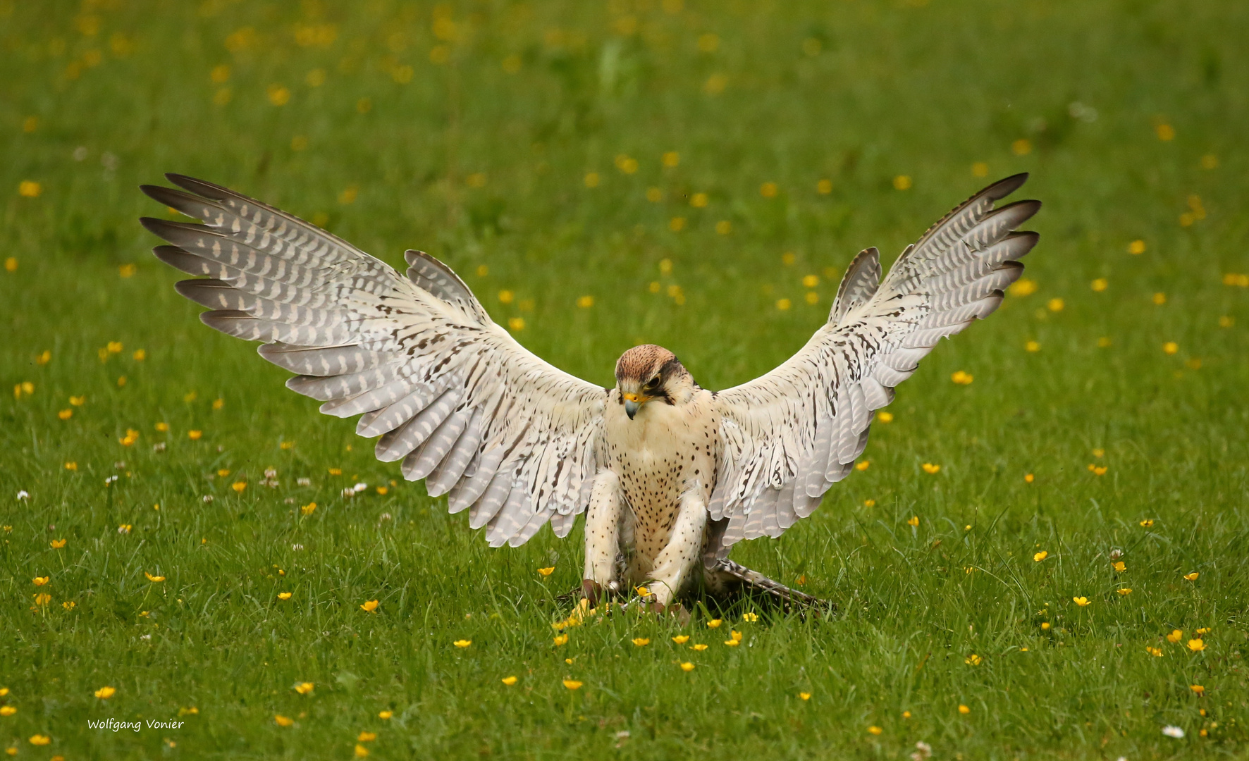 Falke Foto & Bild | natur, zoo, tiere Bilder auf fotocommunity