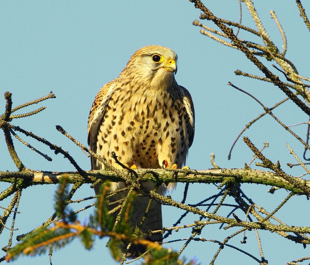 Falke Foto & Bild | tiere, wildlife, wild lebende vögel Bilder auf ...