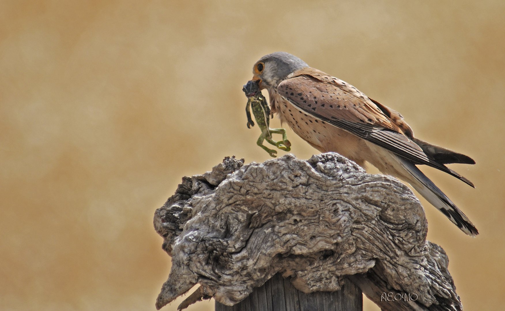 Falke (Falco tinnunculus) Foto & Bild | tiere, wildlife, wild lebende ...