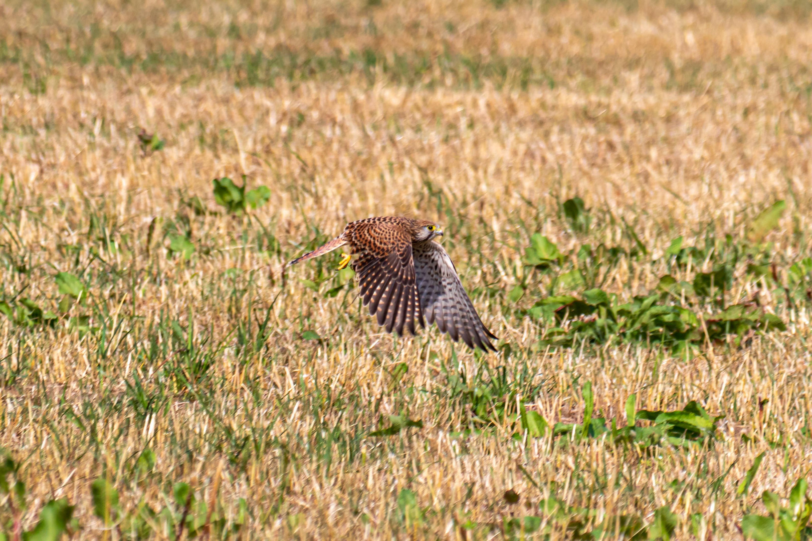 Falke Foto & Bild | tiere, wildlife, wild lebende vögel Bilder auf ...