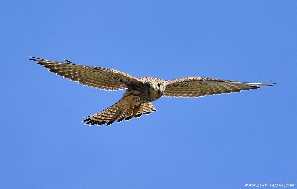 Falke Foto & Bild | tiere, wildlife, wild lebende vögel Bilder auf ...