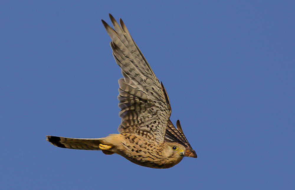 Falke im Flug Foto & Bild | natur, tiere, vögel Bilder auf fotocommunity