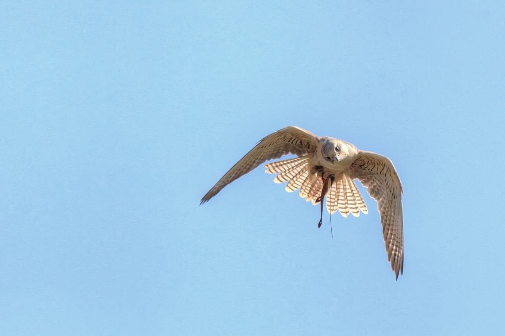 Falke im Flug Foto & Bild | tiere, zoo, wildpark & falknerei, vögel ...