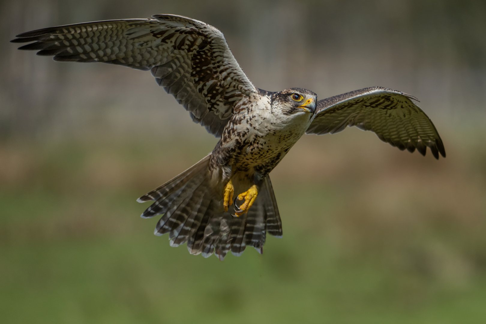 Falke im Flug Foto & Bild | tiere, zoo, wildpark & falknerei, vögel ...