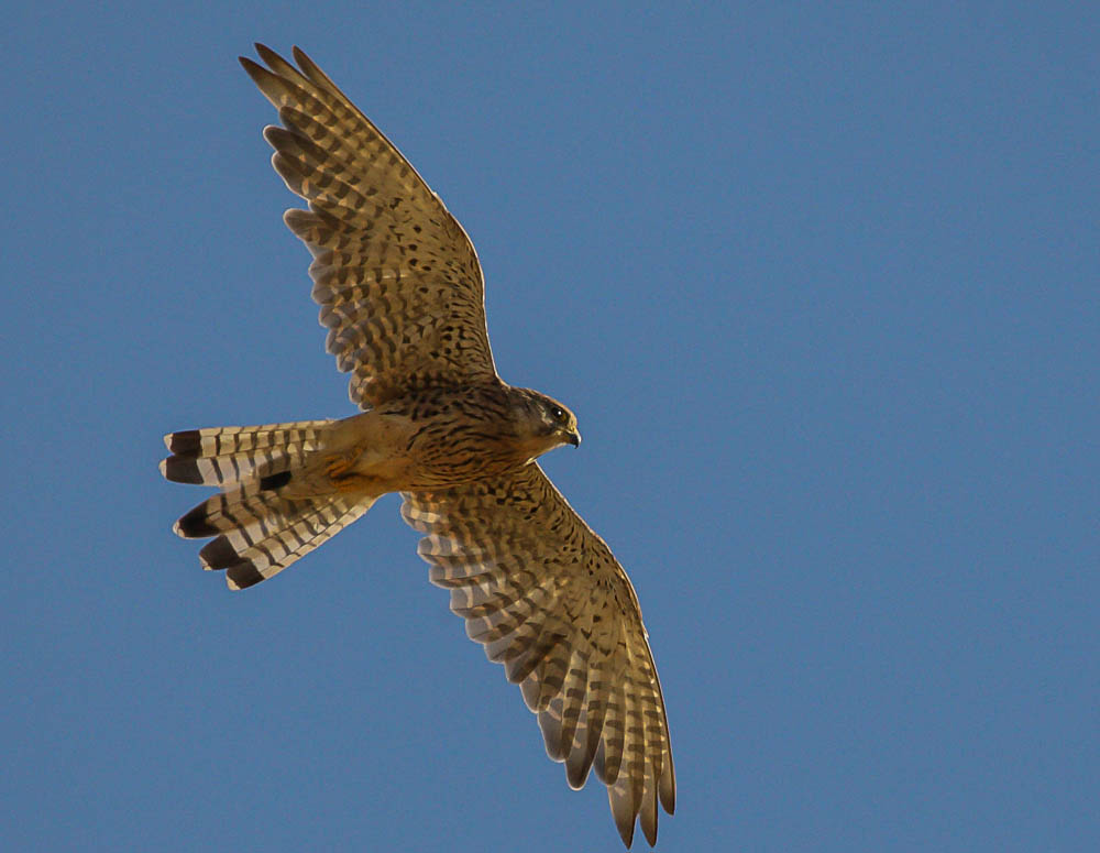 Falke im Flug Foto & Bild | natur, tiere, vögel Bilder auf fotocommunity